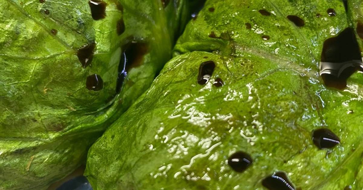 Recetas con lechuga cocida o cruda, y saludables
