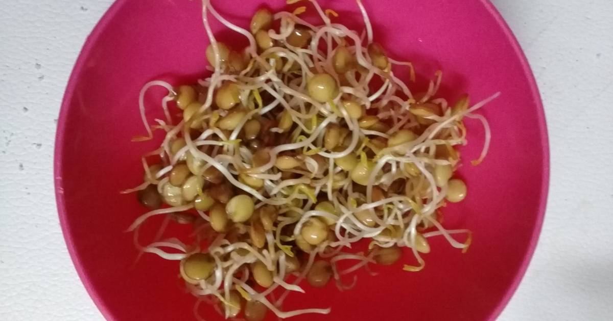Lentejas germinadas - 52 recetas caseras- Cookpad