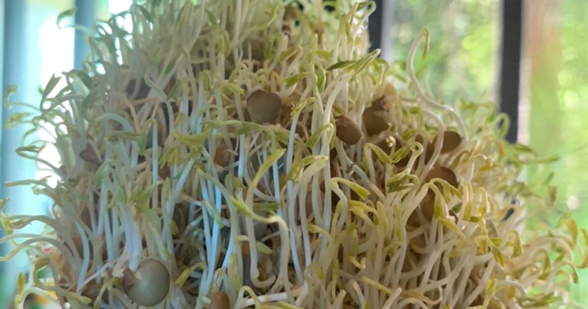 Lentejas germinadas - 32 recetas caseras- Cookpad