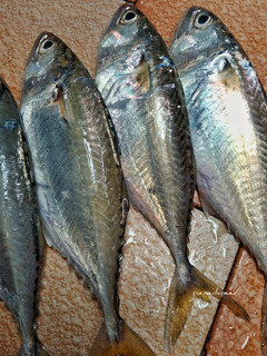 Resipi Perbezaan Antara Ikan Kembung, Mabung Dan Pelaling oleh Aznie ...