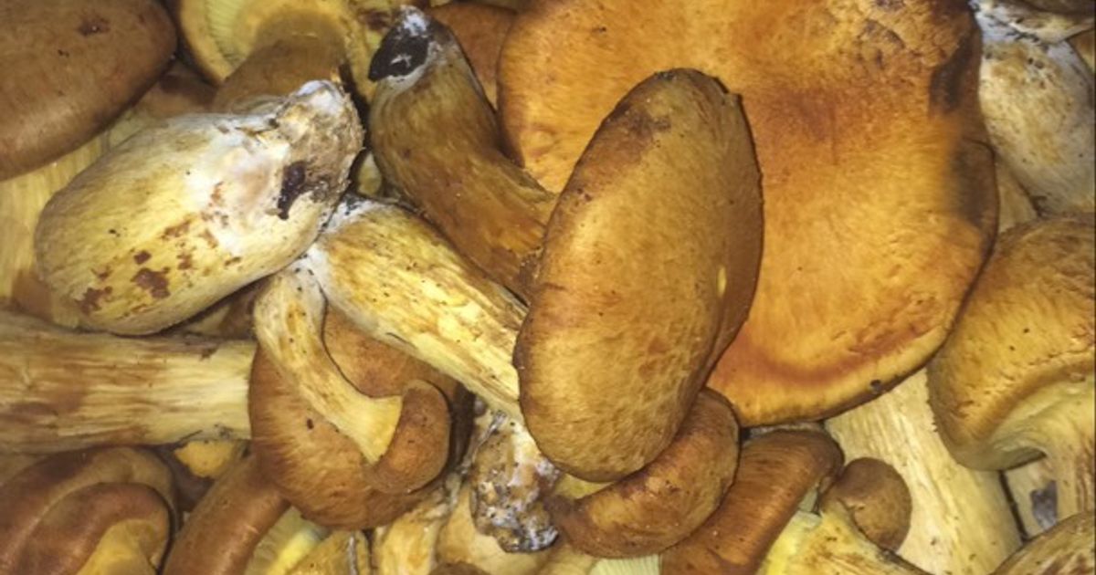 Hongos De Eucalipto A La Provenzal Receta de Cocinamos como antes con ...
