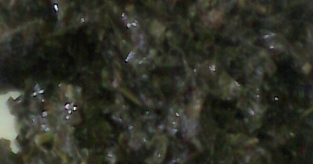 11 easy and tasty fried mchicha recipes by home cooks - Cookpad