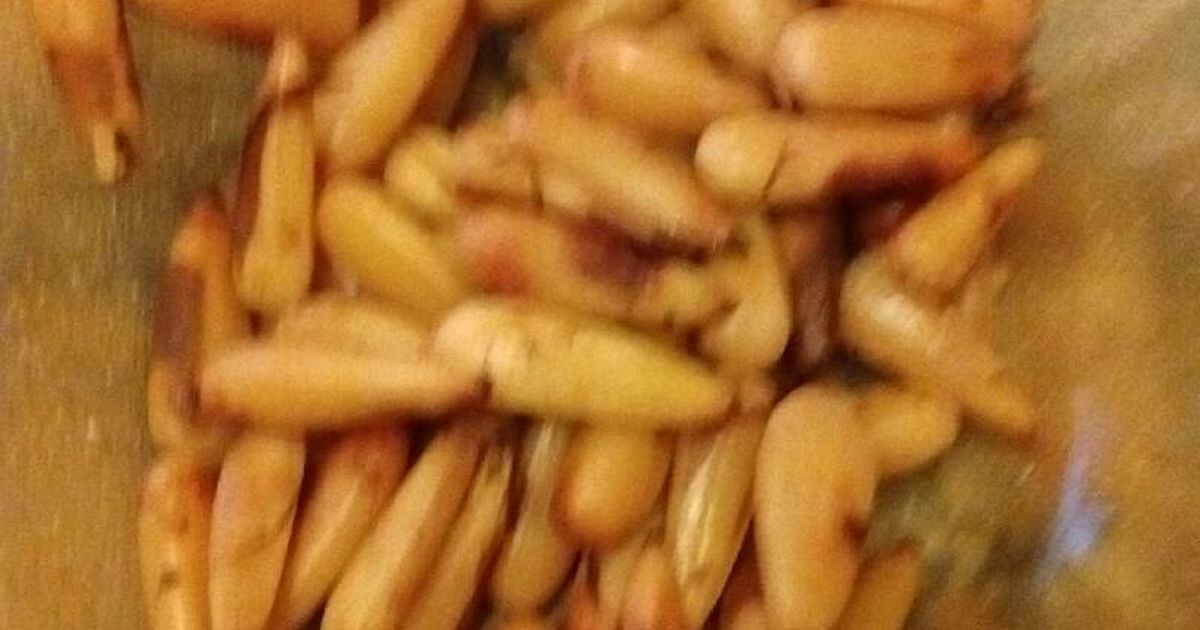 Piñones De Araucaria (Preparación Por Hervido) Receta de Mario H. Davi ...