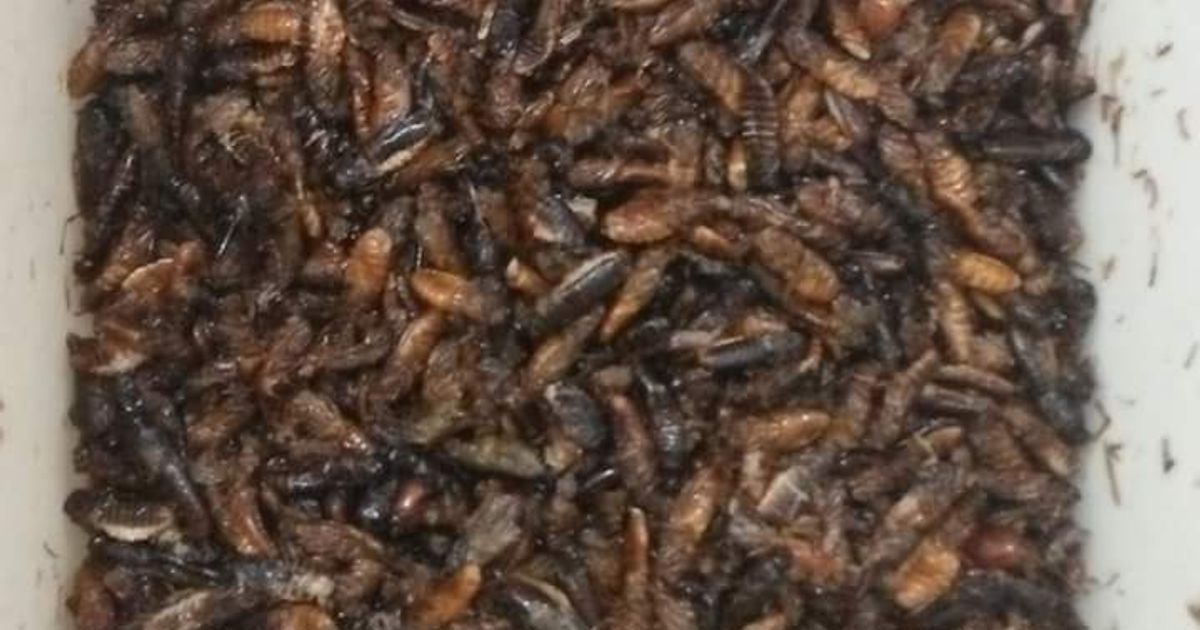 Roasted Termites Recipe by Caroline Atieno - Cookpad