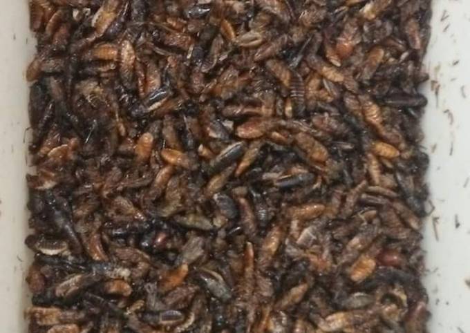 Roasted termites Recipe by Caroline Atieno - Cookpad