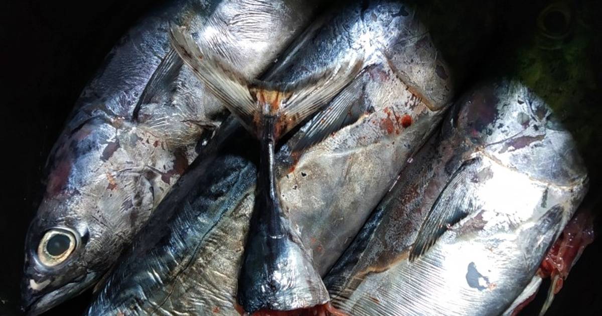 Resep 851. Tips Anti Alergi Ikan Tongkol oleh Riris 😘 - Cookpad