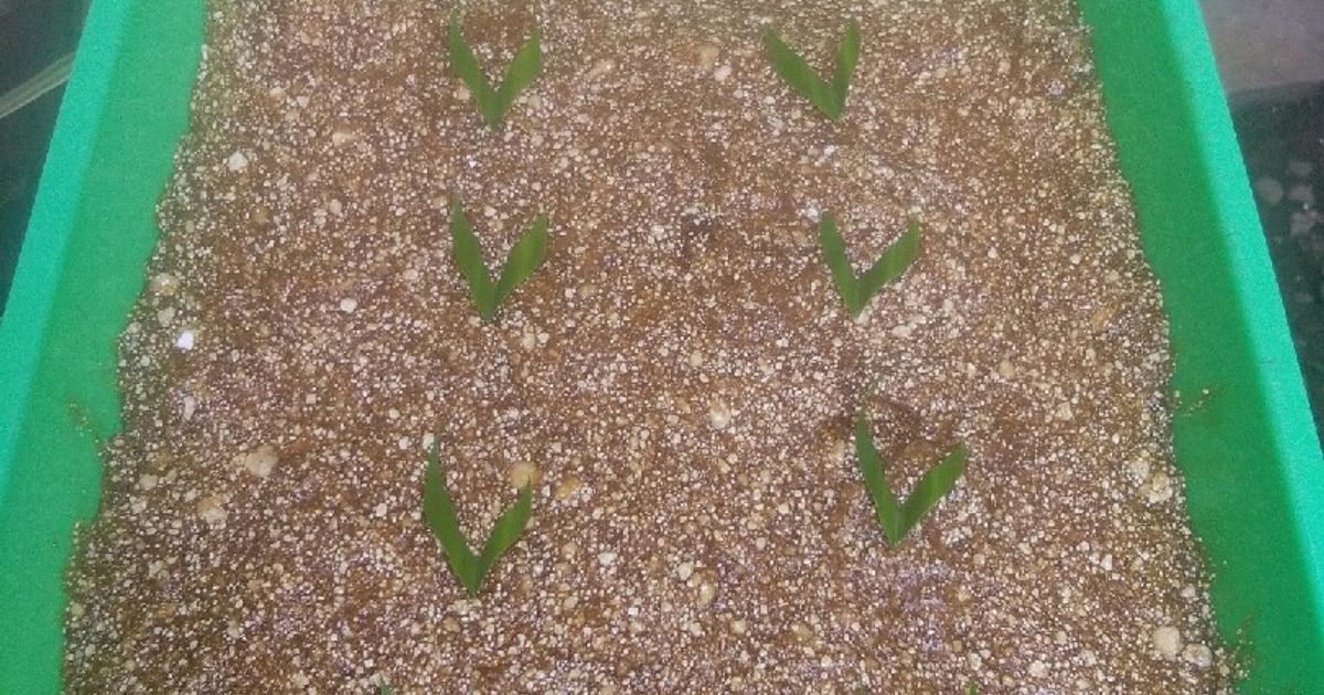 Resep Srintil Khas Pekalongan oleh Ummu Adam - Cookpad