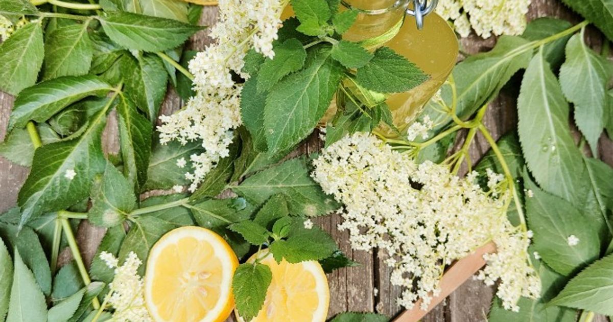 Ricetta Sciroppo Di Sambuco E Melissa di Paola Catalano - Cookpad