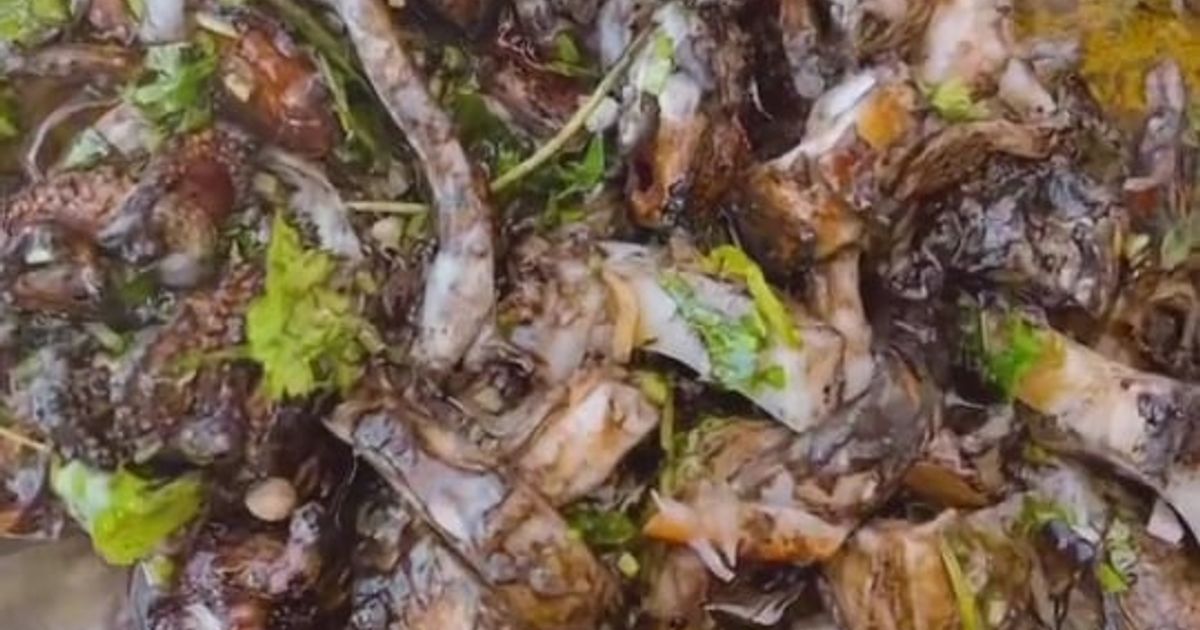 8 receitas fáceis e saborosas de chocos grelhados por cozinheiros do ...