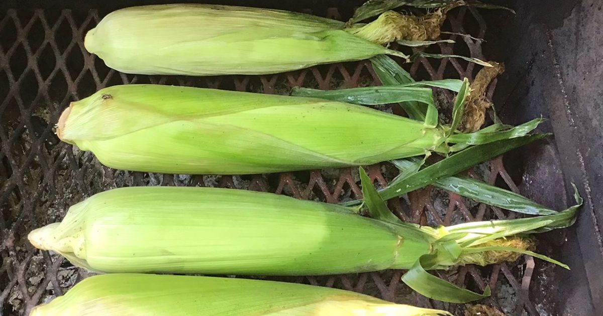 California Farm Grilled Sweet Corn In The Husk Recipe By Hobby Horseman