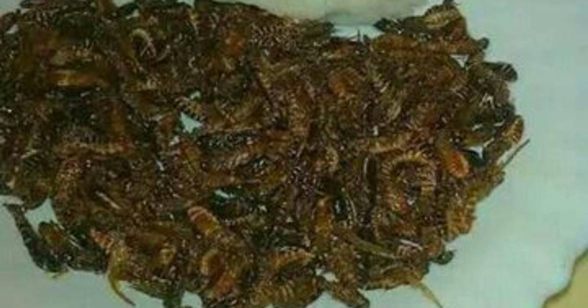 Roasted Termites With Ugali Recipe by Emily Ogolla - Cookpad