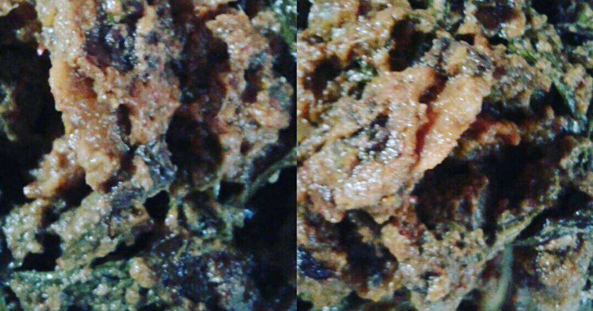 Resep Rendang Lokan(kerang)+Pakis Pedas Gurih oleh Silla.kitchen (IG ...