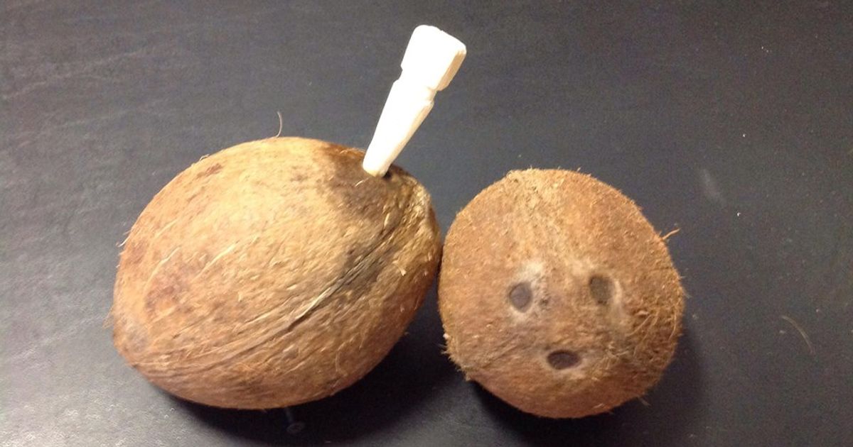 Ron Con Coco A Lo Taíno Receta de taino- Cookpad