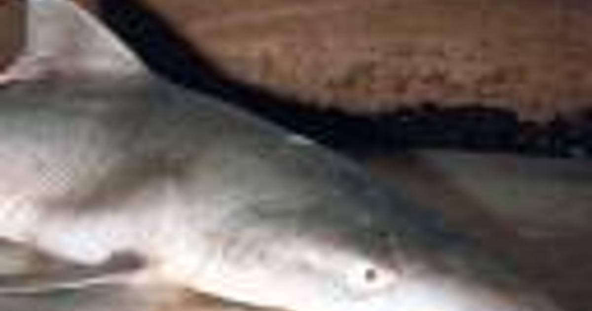 Tollo - 18 recetas caseras - Cookpad