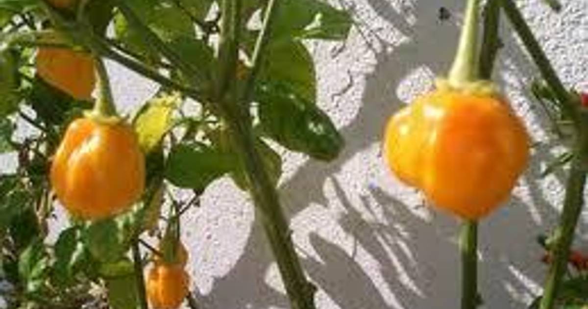 Locote - 434 recetas caseras- Cookpad