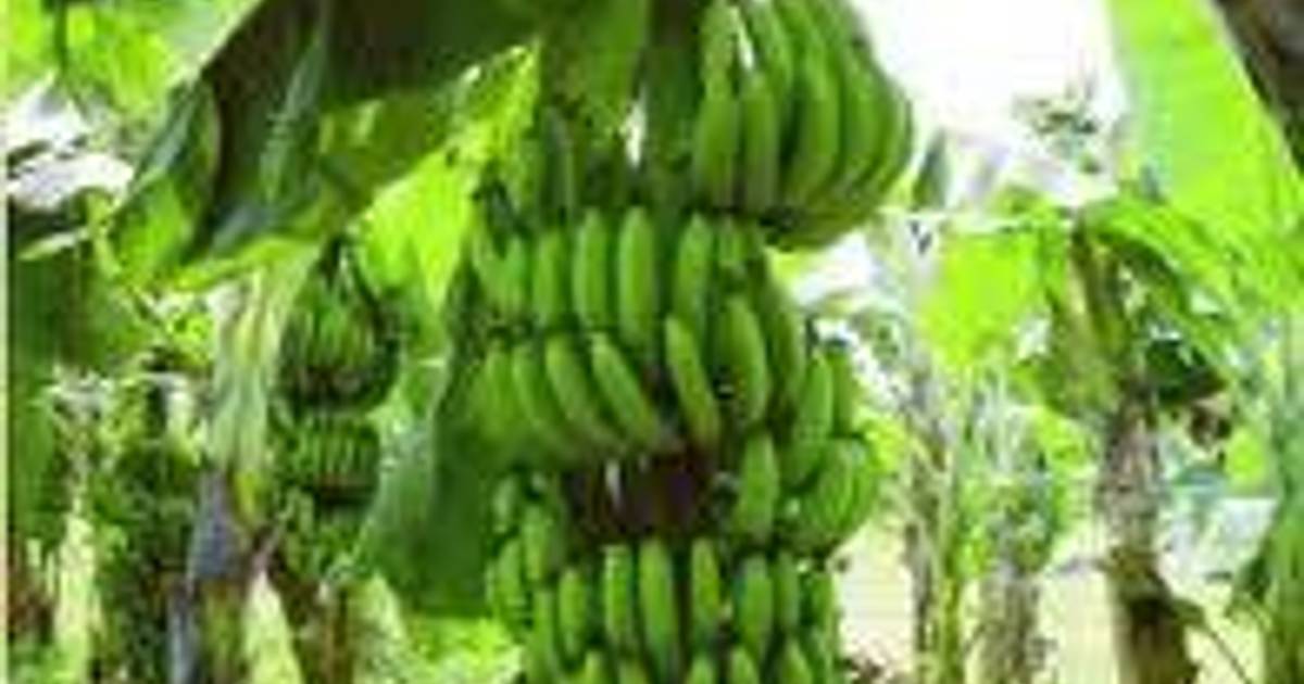 Banano verde - 71 recetas caseras- Cookpad