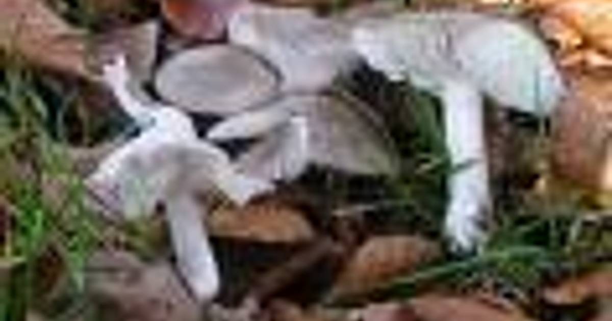16 recetas muy ricas de fredolics compartidas por cocineros caseros ...