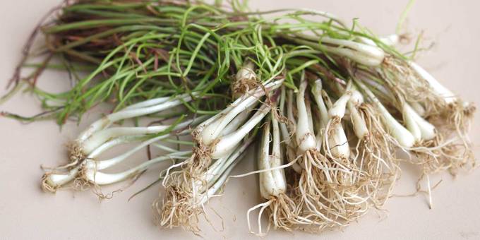 5 cara untuk mengolah Lokio - Cookpad