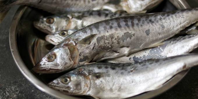 5 cara untuk mengolah Ikan Tenggiri - Cookpad