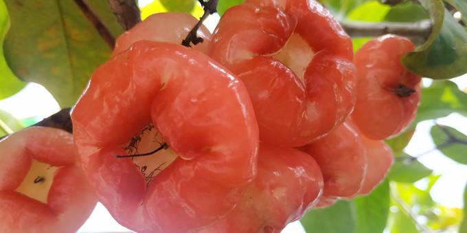 5 cara untuk mengolah Jambu Air - Cookpad