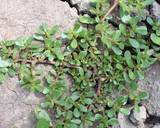 Fermentált, savanyított kövér porcsin | qpac receptje - Cookpad receptek