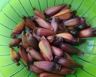 Pinhão cozido na panela de pressão Receita por Luciano - Cookpad